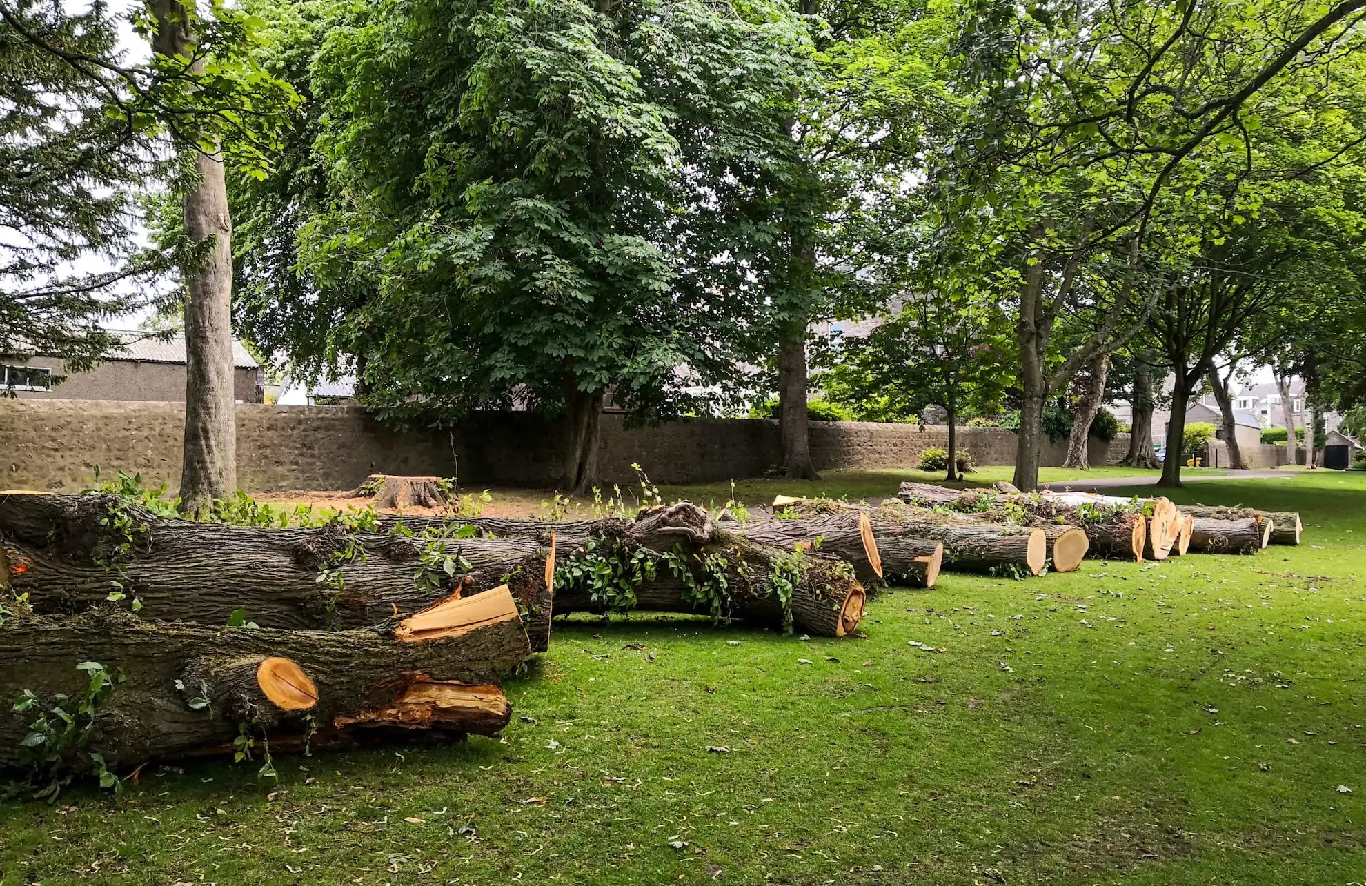 Common Reason Why is Tree Removal Important | Timber TEKS