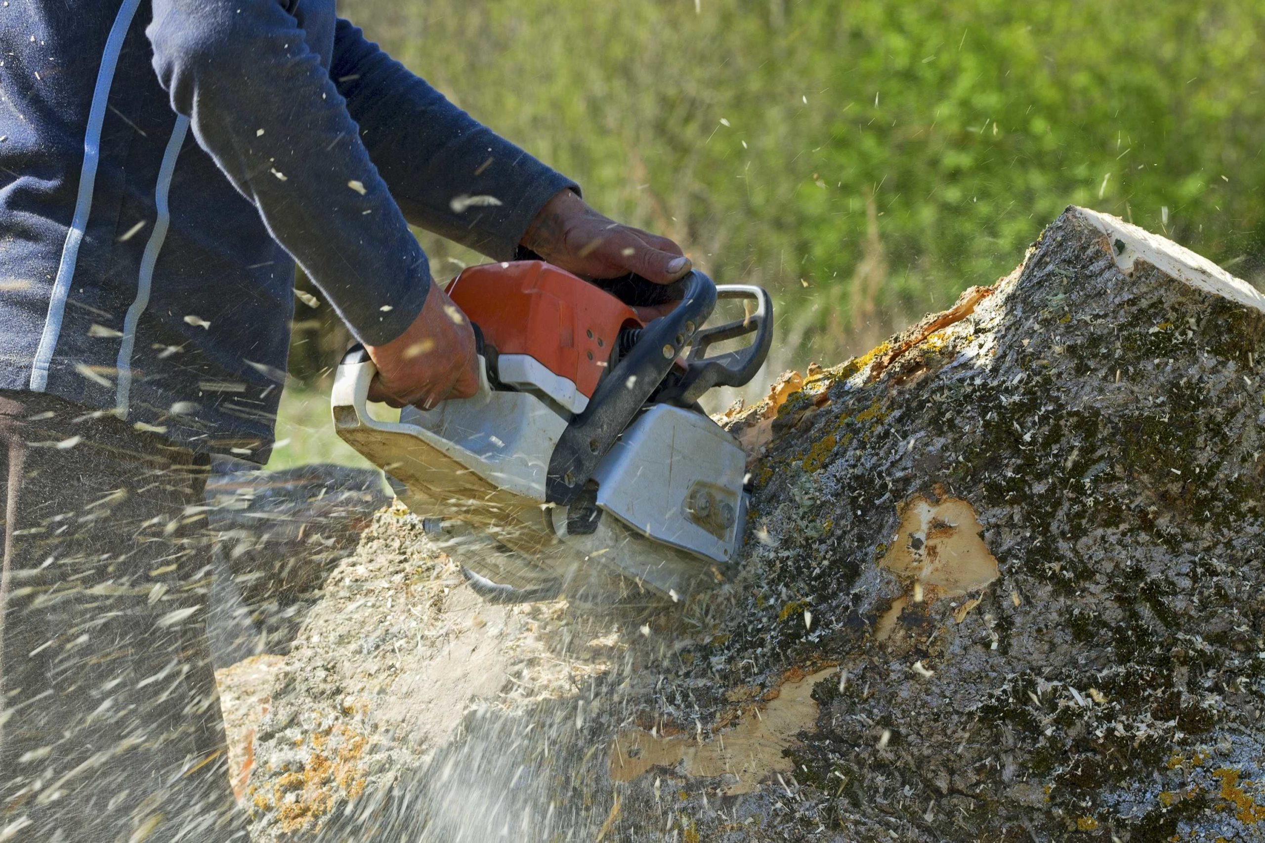 Tree Trimming, Tree Removal, Stump Removal - Timber TEKS