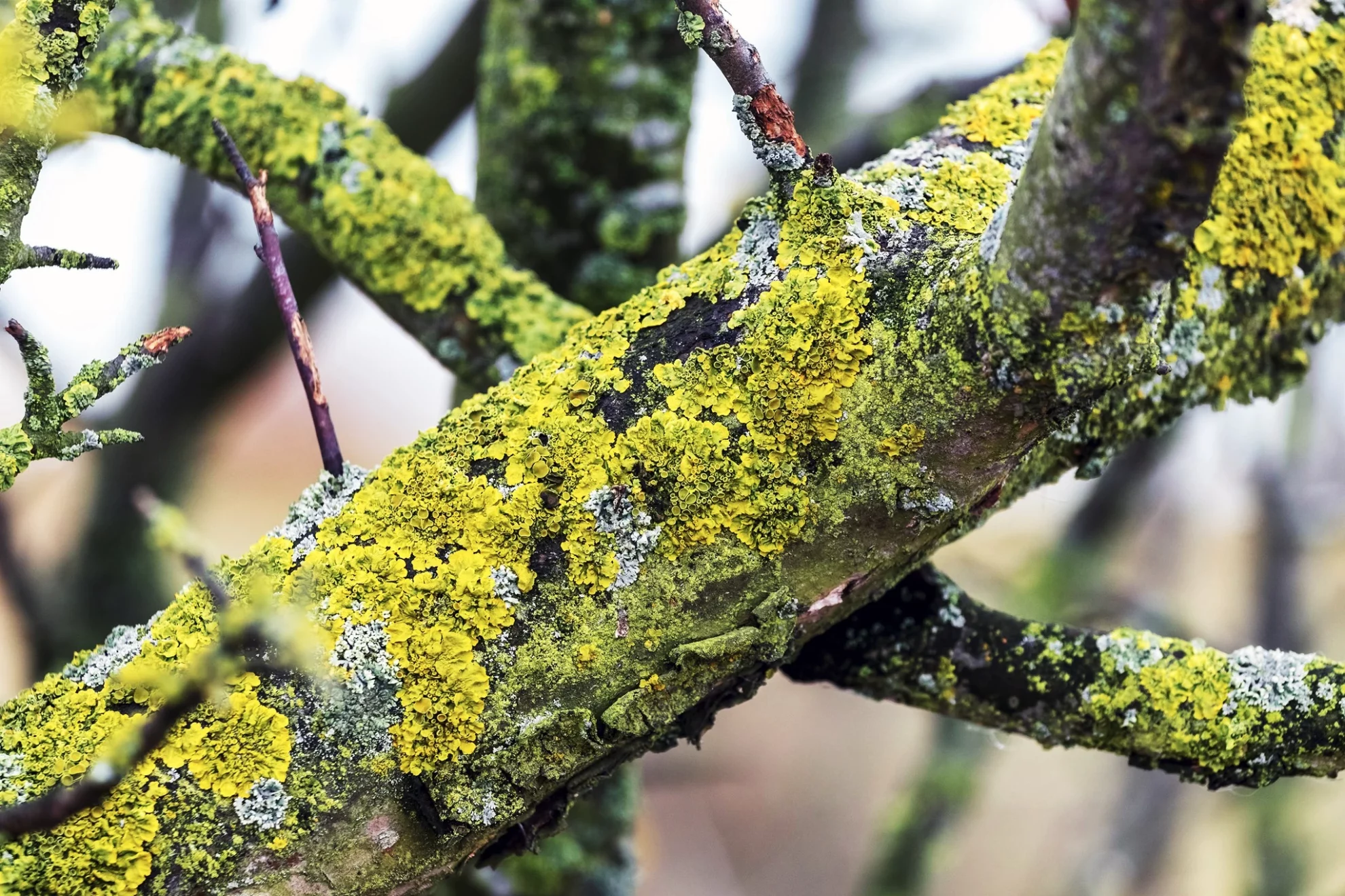 Ensuring Property Safety: The Importance of Tree Risk Assessments