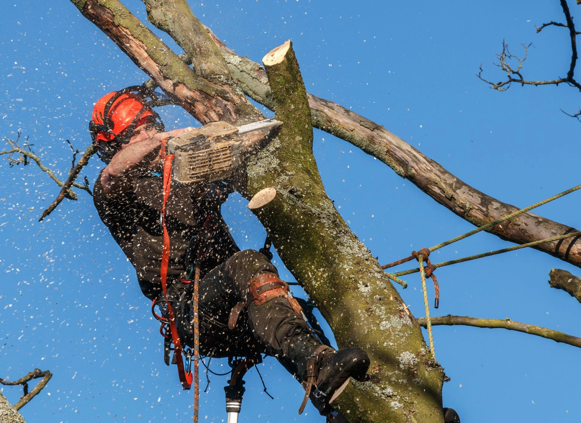 DIY Tree Removal: A Guide to Safety and Best Practices