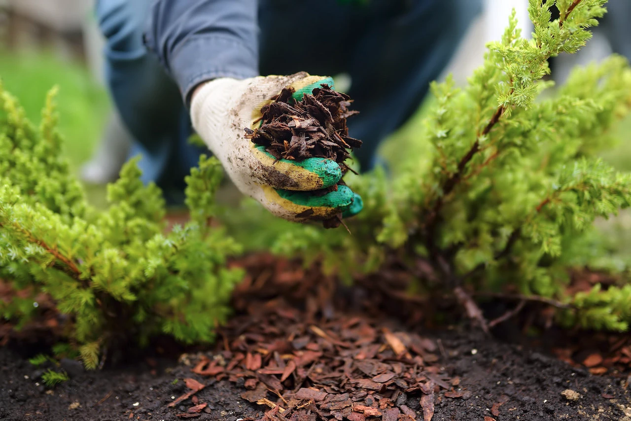 The Benefits of Mulching: Nurturing Trees and Enhancing Soil Health ...