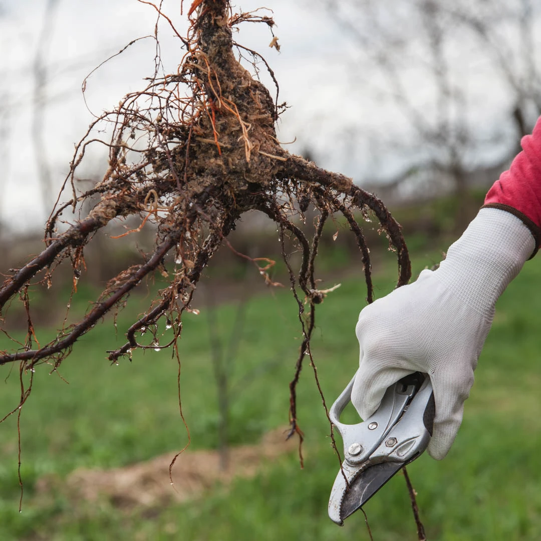 Unlocking the Secrets of Tree Root Care: Essential Tips for Stronger ...